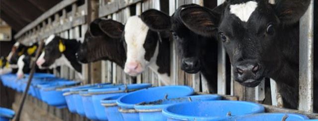 Nutrition animale : Ingrédient alimentation animale